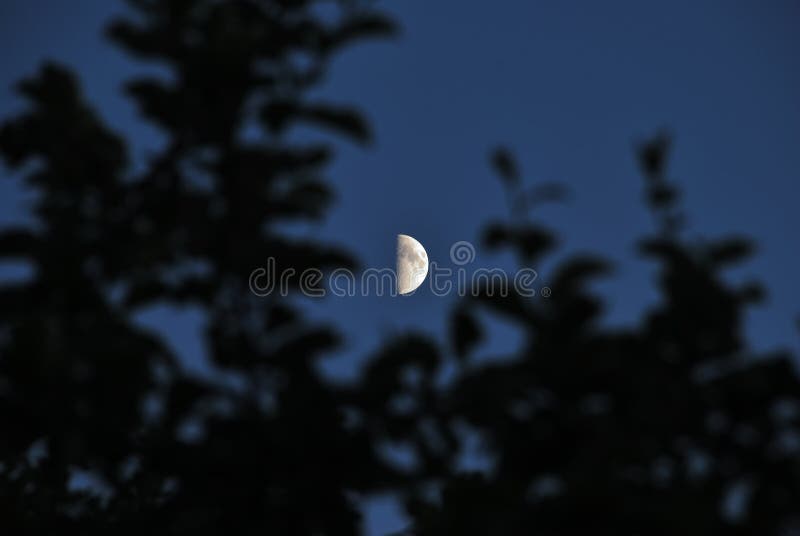 Just a Half of the Lunar Disk through the Garden Trees Stock Image ...