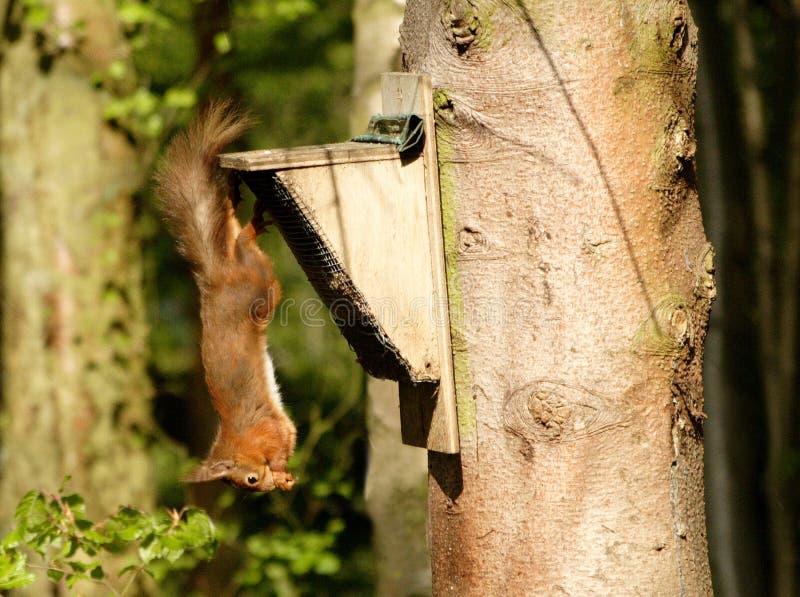 Just hanging around stock photo. Image of vulgaris, northumberland - 828466