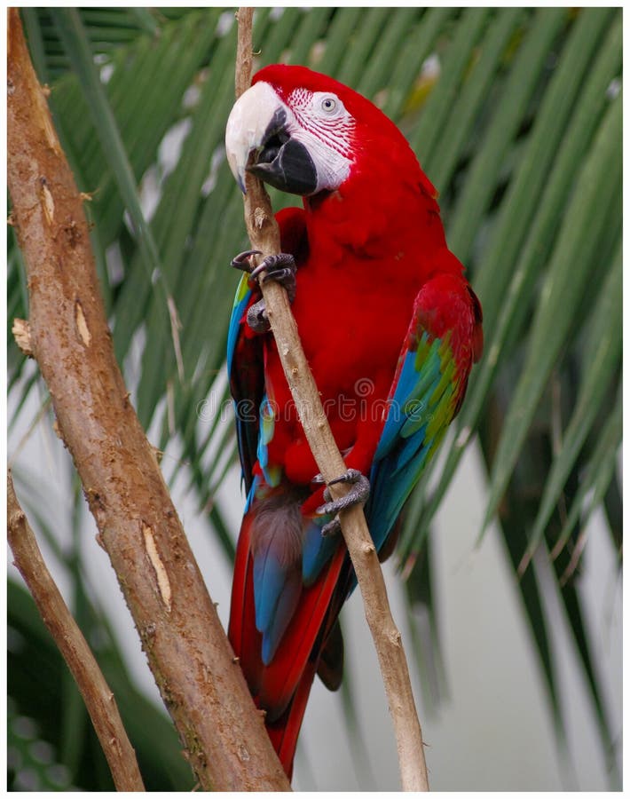 Just Hanging stock image. Image of loaded, branch, area - 76295317