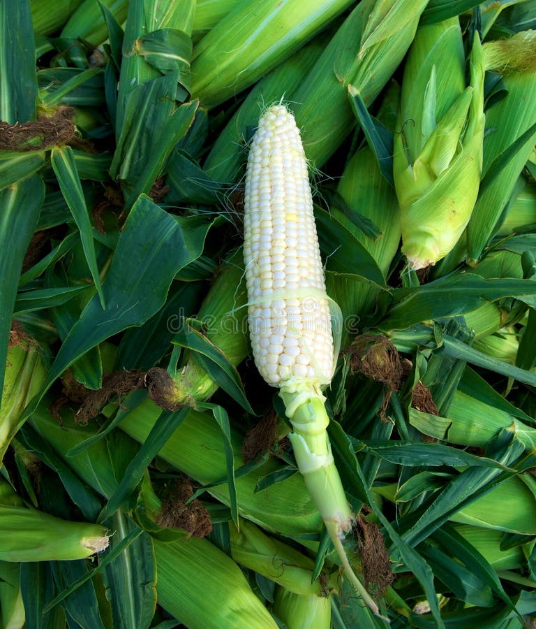 Just One Corn Dog with a Stick Stock Image - Image of loghry, united ...