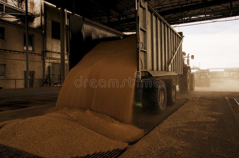 Just Harvested Corn Inside a Trailer. Grain Poured from Trailer into a ...