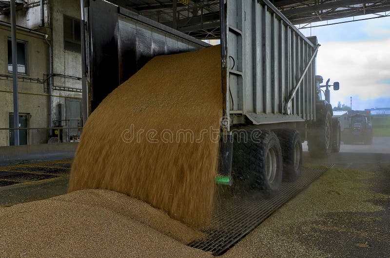 Just Harvested Corn Inside a Trailer. Grain Poured from Trailer into a ...