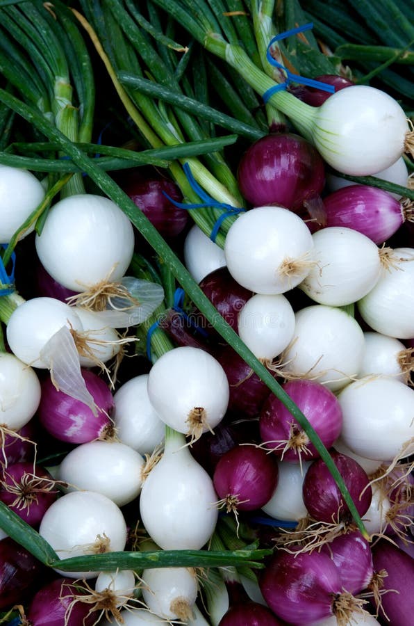Onions stock photo. Image of layer, ingredient, cook, layers - 72672
