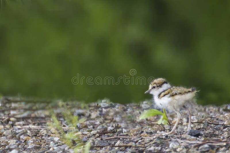 Just Hatched Little Ringed Plover Chick. Stock Image - Image of baby ...