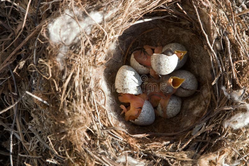 Just hatched nestlings stock image. Image of nest, close - 12052495