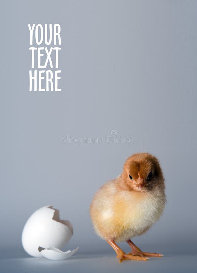 Just hatched. Postcard stock photo. Image of crack, life - 8878056