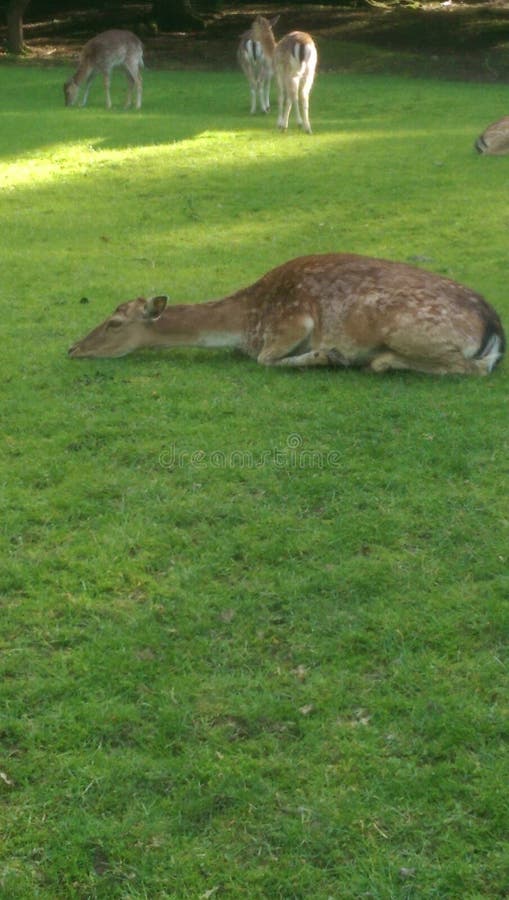 Roe Deer Just Outside a Small Sweet Red Wooden House Stock Image ...