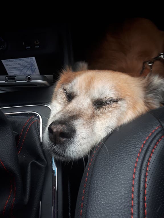 Just let me sleep, please stock photo. Image of nose - 204860956