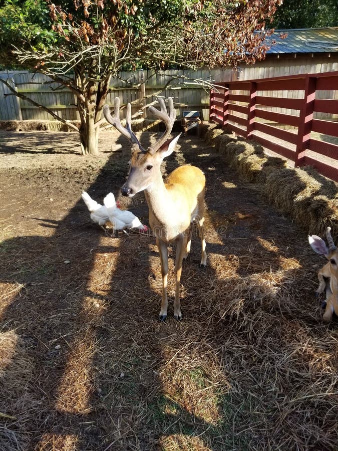 Just a little buck stock image. Image of farm, deer - 126888319