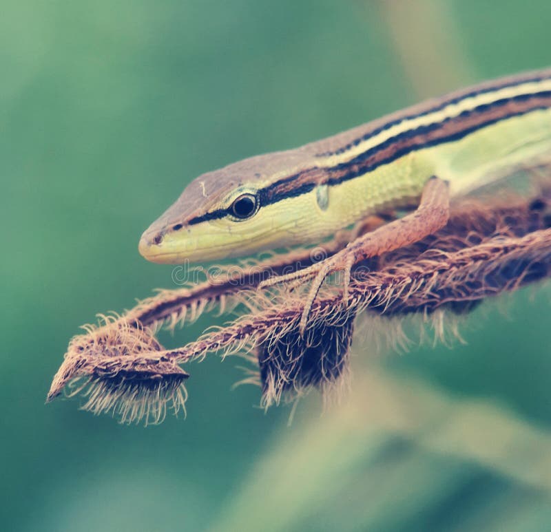 Just a little lizard. stock photo. Image of lizard, aggressive - 234084614