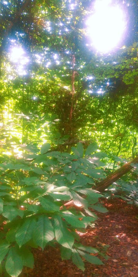 Just a little nature stock image. Image of green, leaf - 226435669