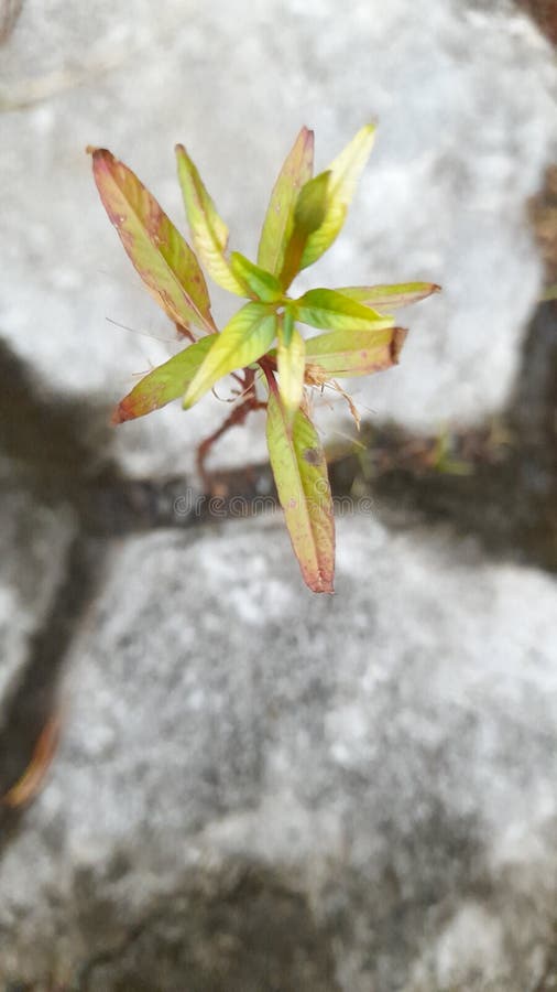 Just a little tree stock image. Image of tropical, plant - 243900727