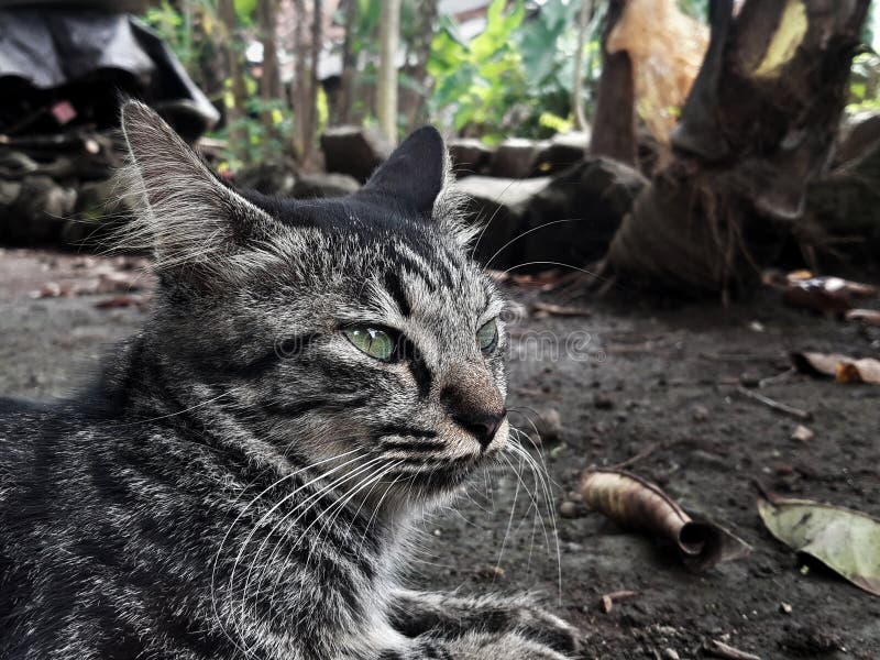 Little Grey Tiger Cat stock image. Image of nature, wildlife - 221039387