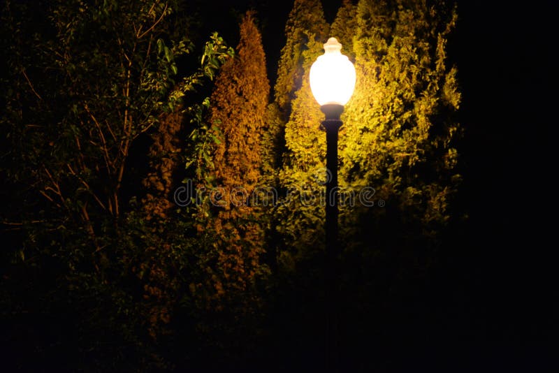 Just a Lonely Light in the Night Stock Photo - Image of lurks, bushes ...