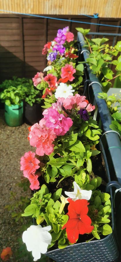 Just my flowers stock image. Image of blossom, bouquet - 262230439