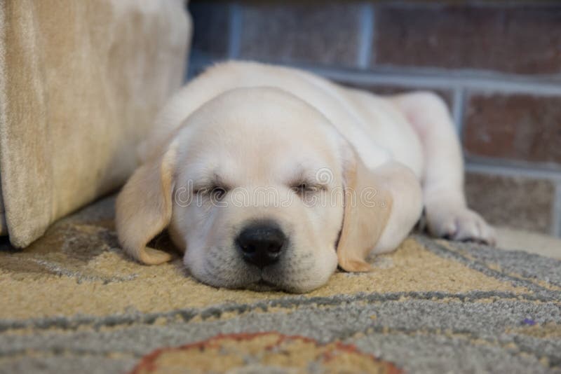 Just Napping Yellow Labrador Puppy Stock Image - Image of taking ...