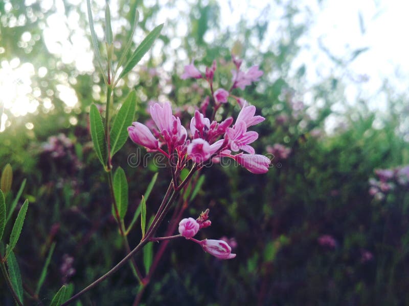 Just natural pink flower stock image. Image of herb - 190849007