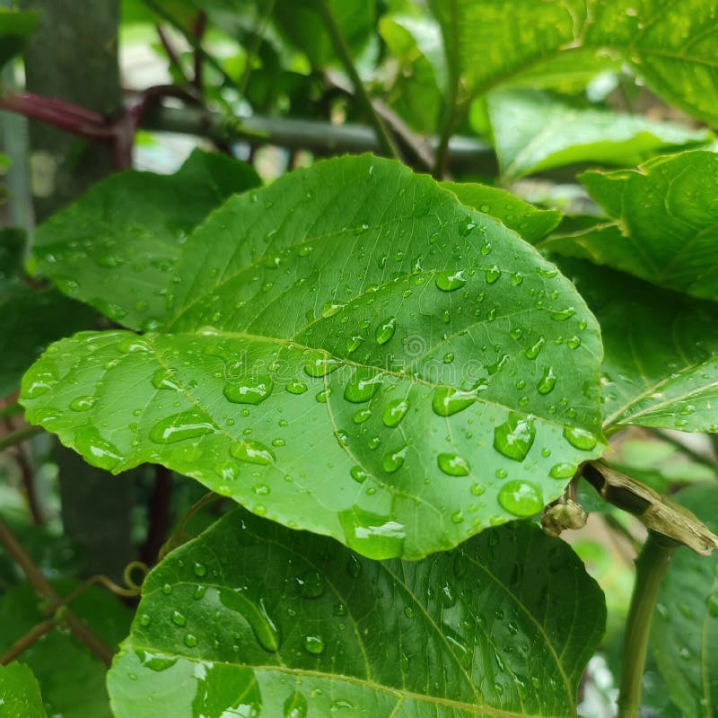 Just a nature in the rain stock image. Image of leaf - 373359759