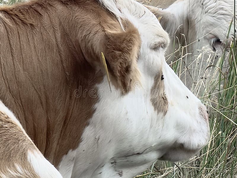 Just a normal cow stock photo. Image of mammal, goats - 224893756