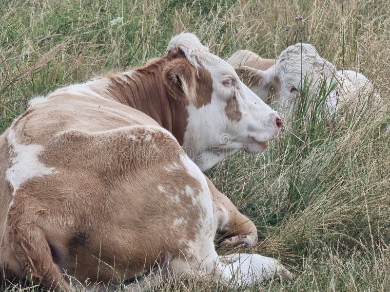 Normal Cow Stock Photos - Free & Royalty-Free Stock Photos from Dreamstime