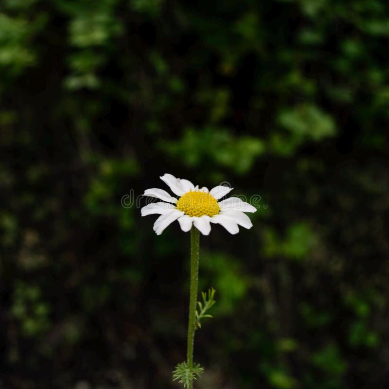 Just one flower stock photo. Image of flower, nature - 117692772