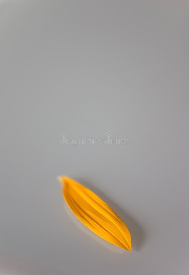 Just one petal left stock image. Image of patience, friendship - 18035