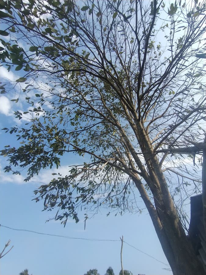 Just One Tree is Enough Shade To Keep Me Away from the Summer Sun ...