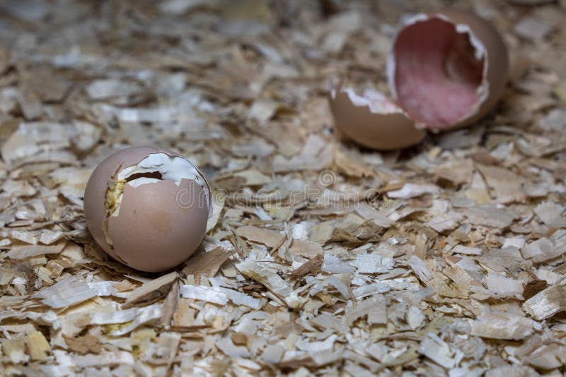 Just Opened Egg Newborn Baby Chicken Stock Image - Image of hatched ...