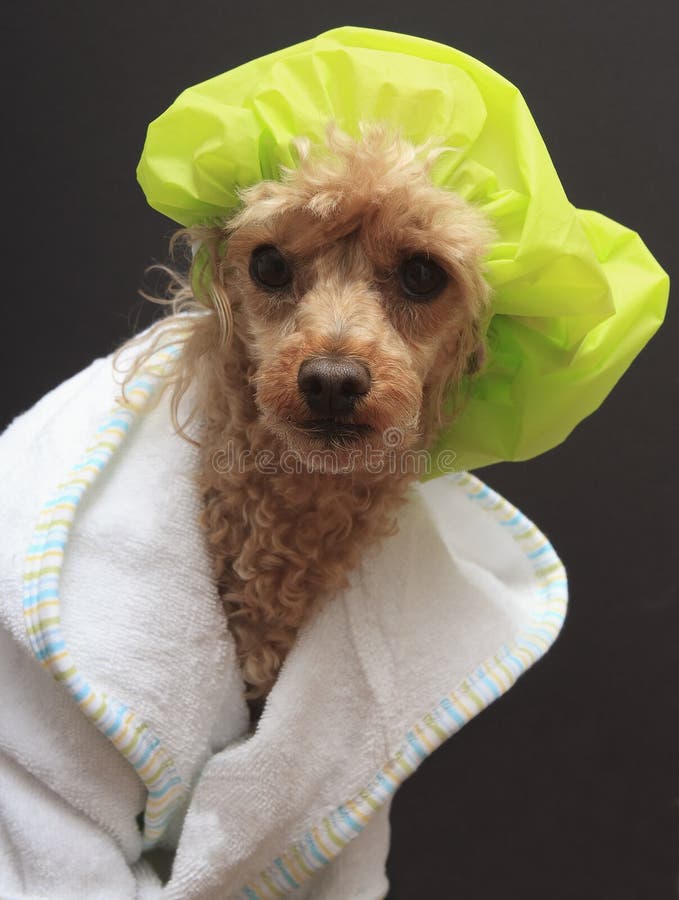Shower Cap Dog in the Bath stock image. Image of vertical - 34706849