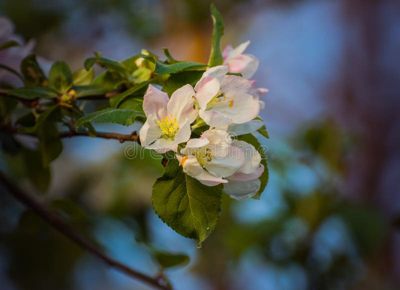 Fruit tree blooming stock photo. Image of branch, nature - 99572096