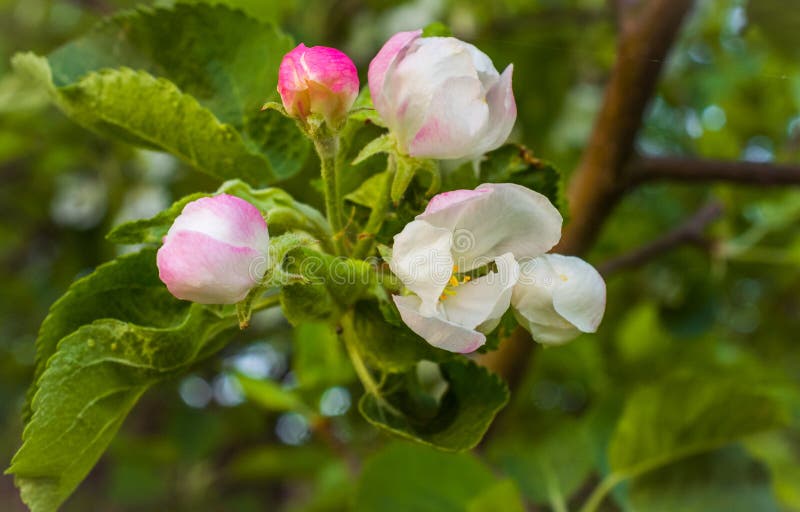 Fruit tree blooming stock image. Image of pear, beauty - 99572143