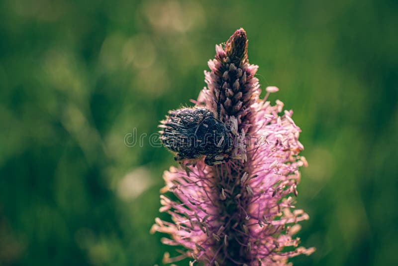 Summer insects stock image. Image of spider, closeup - 194329313