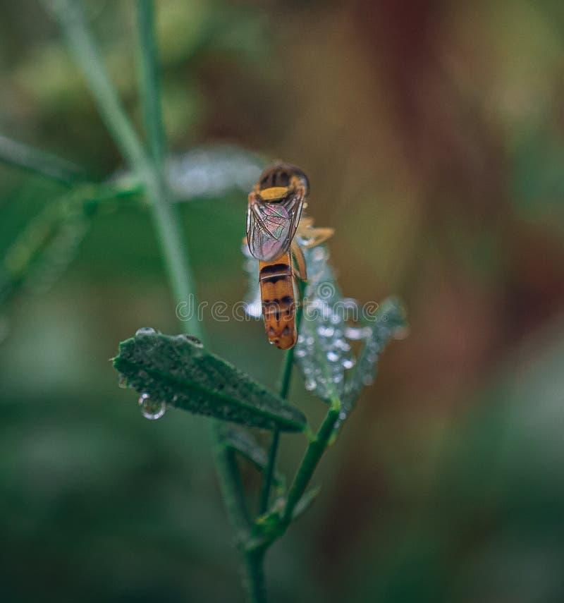 Summer insects stock photo. Image of insect, macro, isolated - 194329380