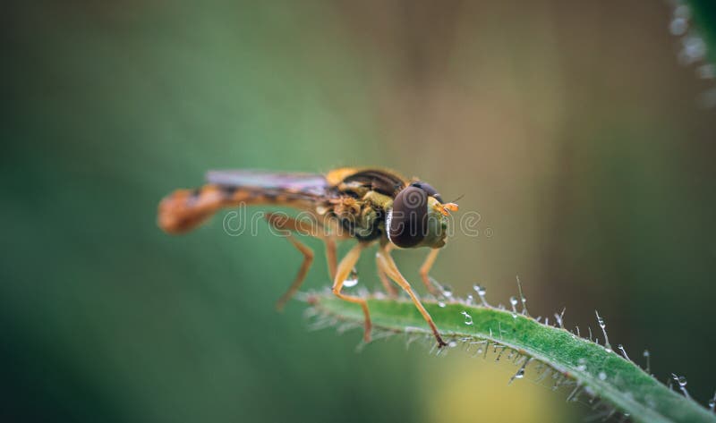 Summer insects stock image. Image of macro, isolated - 194329397
