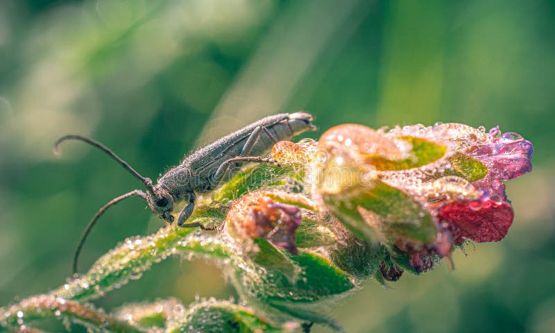 Summer insects stock image. Image of summer, butterfly - 194329883