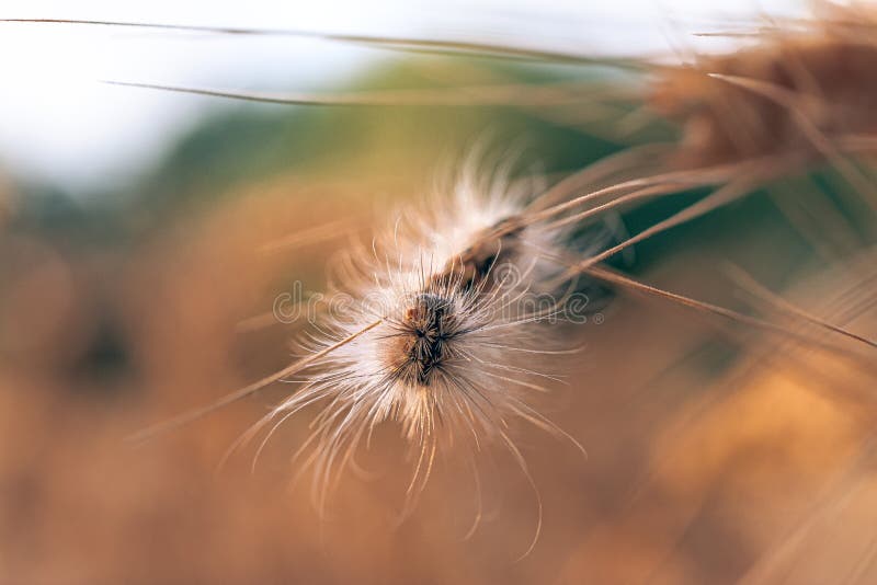 Summer insects stock photo. Image of macro, nature, isolated - 194330494