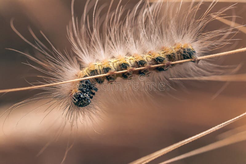 Summer insects stock photo. Image of insect, nature - 194330608