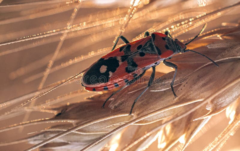 Summer insects stock image. Image of spring, butterfly - 194330629