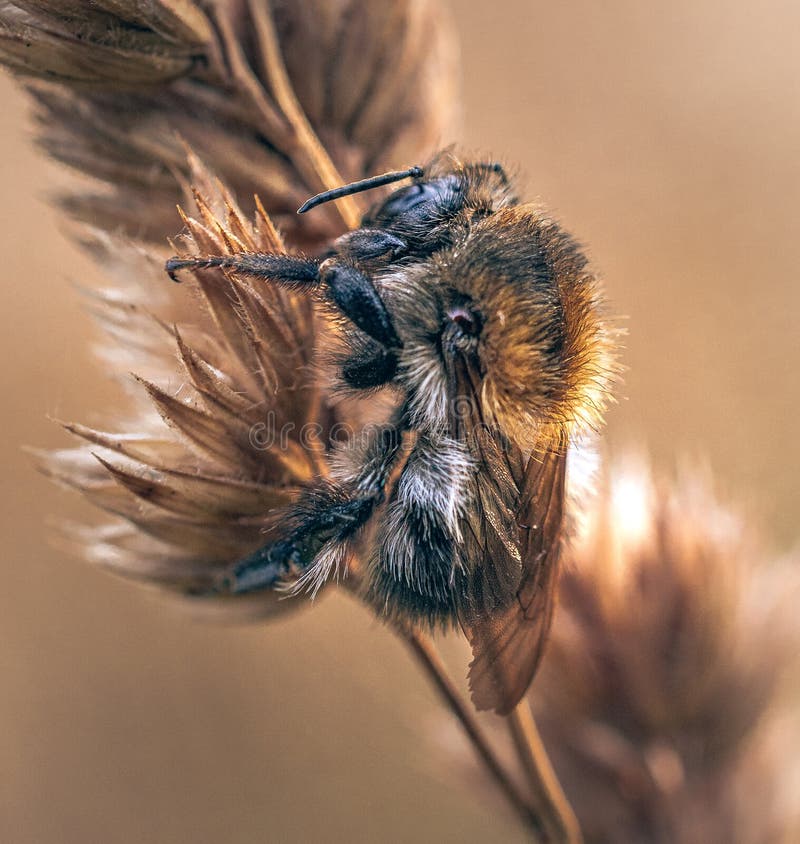 Summer insects stock image. Image of spring, insect - 194330691