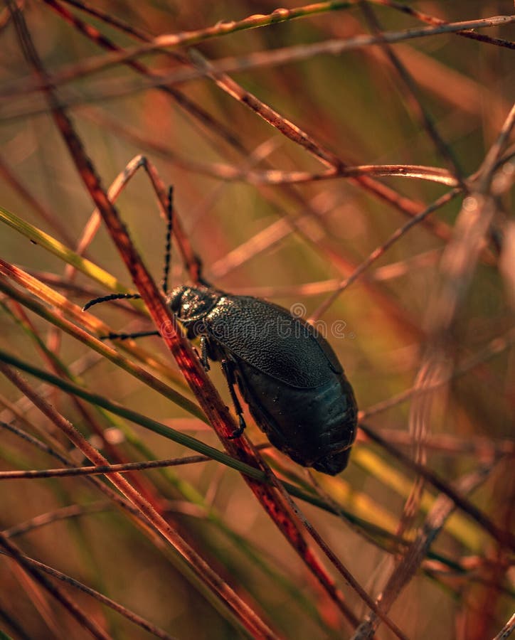 Summer insects stock photo. Image of spider, macro, spring - 194331230