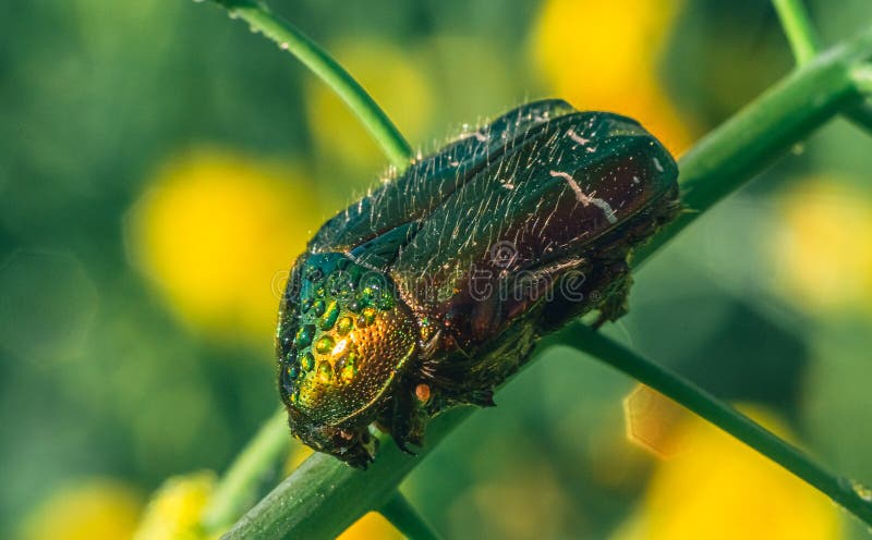 Summer insects stock photo. Image of spider, spring - 234958062