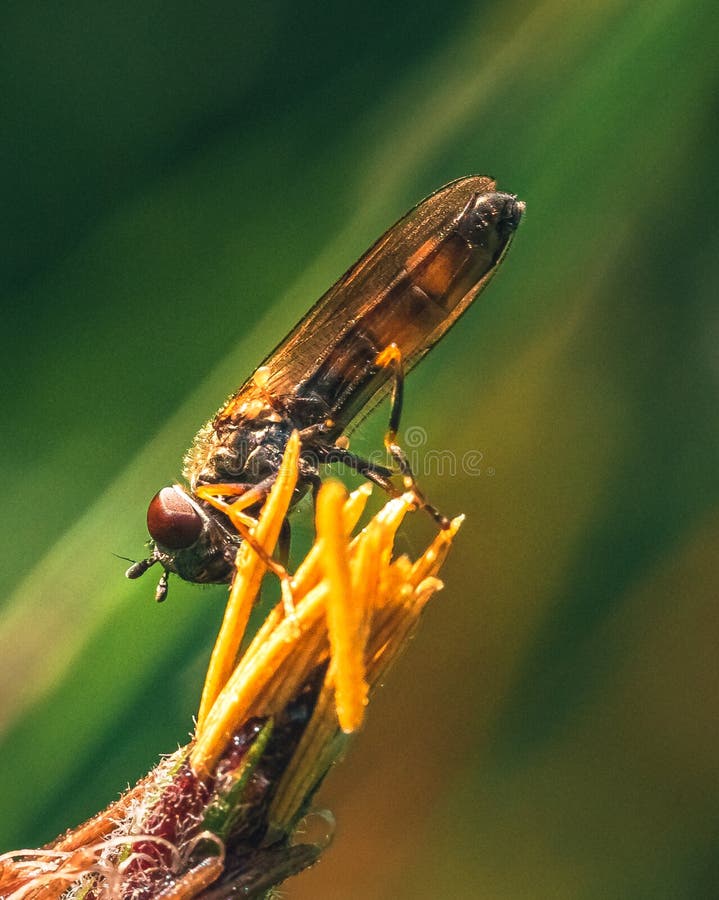 Summer insects stock image. Image of isolated, insect - 234958289