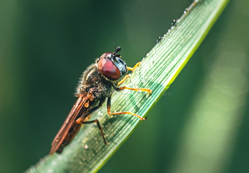 Summer insects stock photo. Image of isolated, insect - 234958296