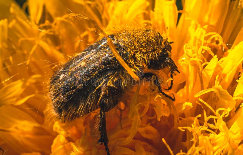 Summer insects stock image. Image of spring, closeup - 234958303