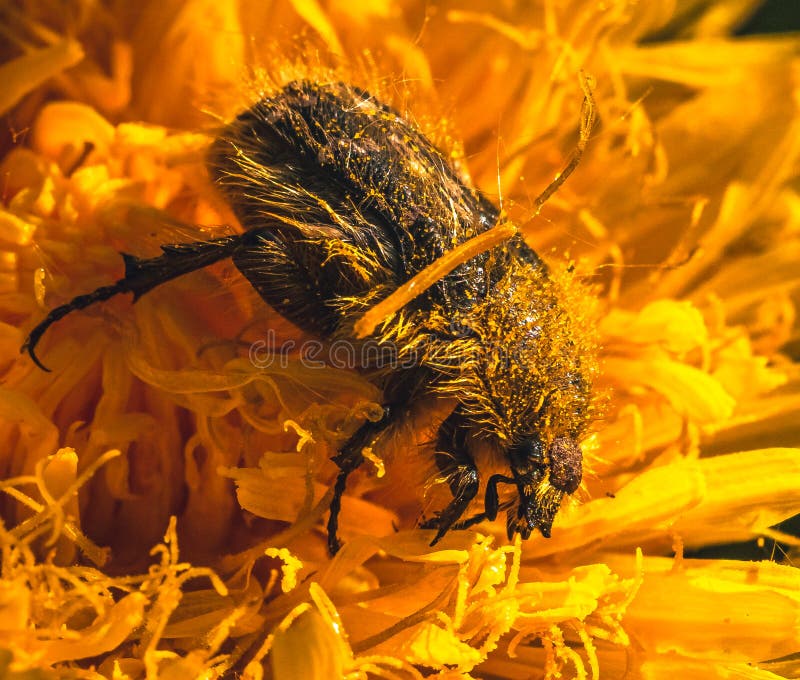 Summer insects stock photo. Image of spring, macro, closeup - 234958304