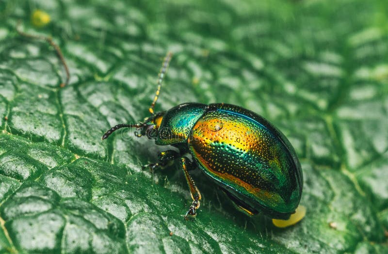 Summer insects stock image. Image of spring, macro, insect - 234958323