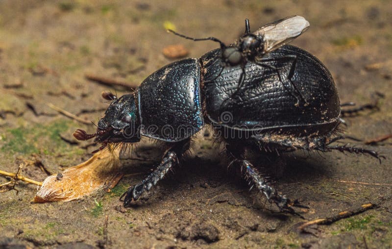 Summer insects stock photo. Image of insect, spider - 234958350