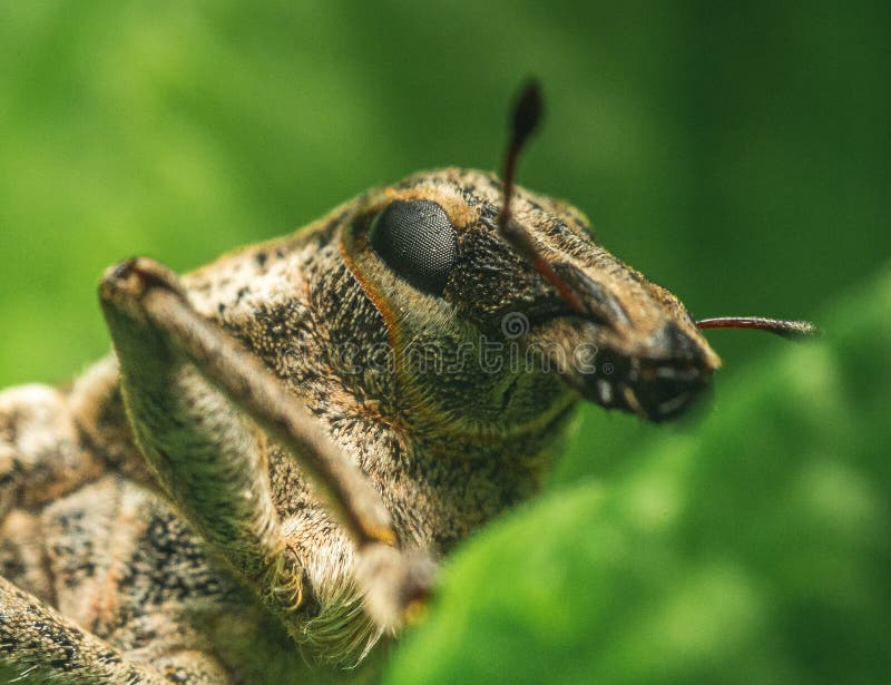 Summer insects stock photo. Image of nature, butterfly - 234958354