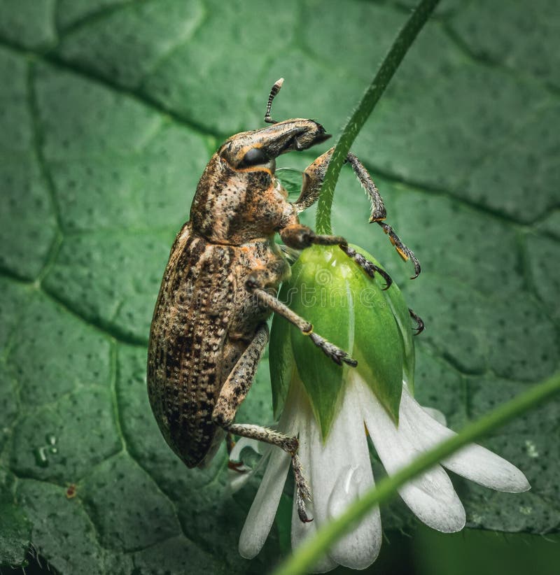 Summer insects stock photo. Image of macro, spider, nature - 234958382