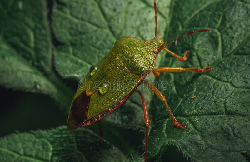 Summer insects stock image. Image of macro, isolated - 234958393
